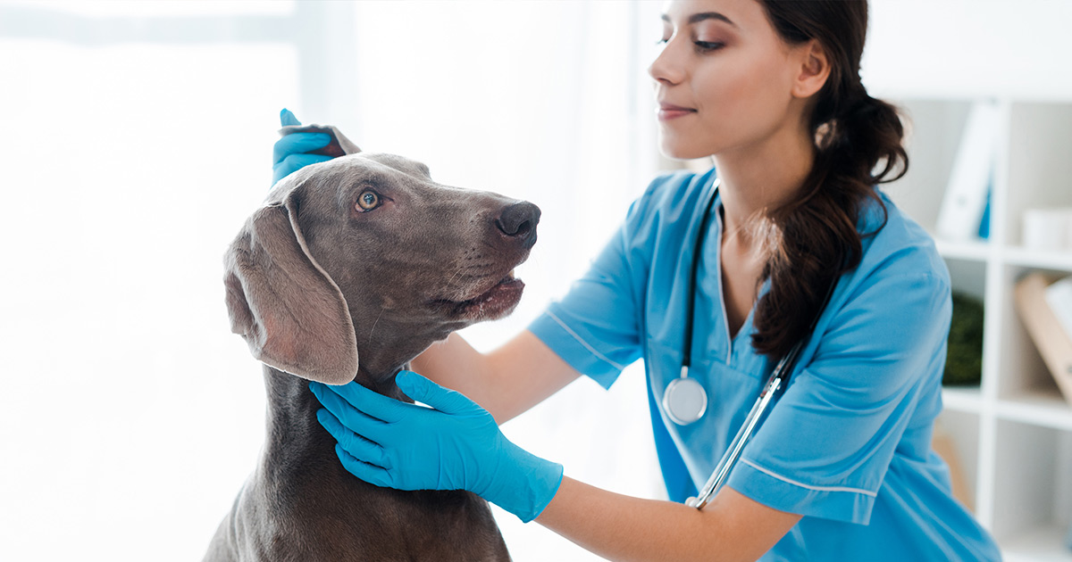 Veterinary (Pre) Transfer pathway at Cowley College